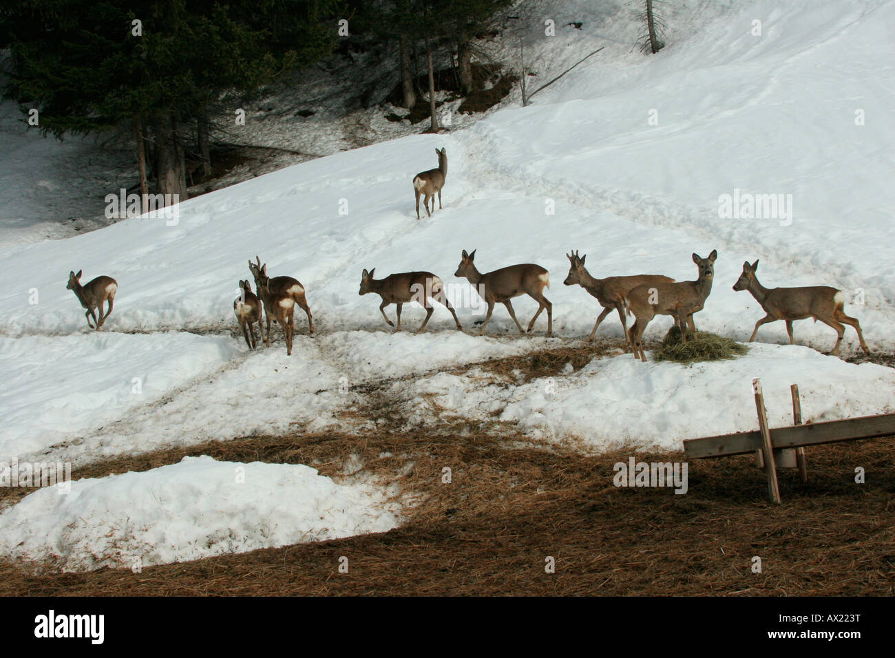 Roe deer (Capreolus capreolus) at feeding ground in mountain forest ...