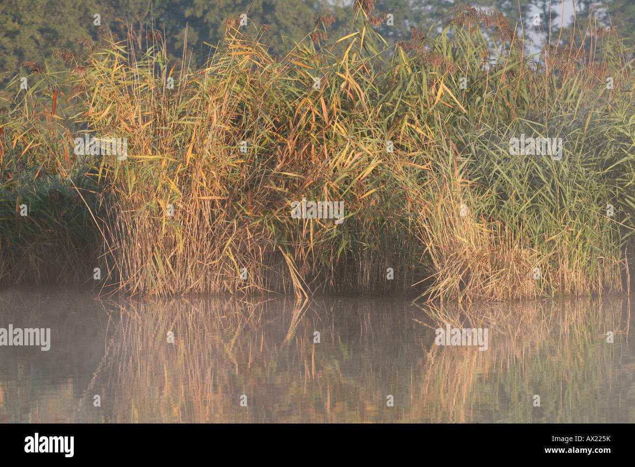 Phragmites australis hi-res stock photography and images - Alamy