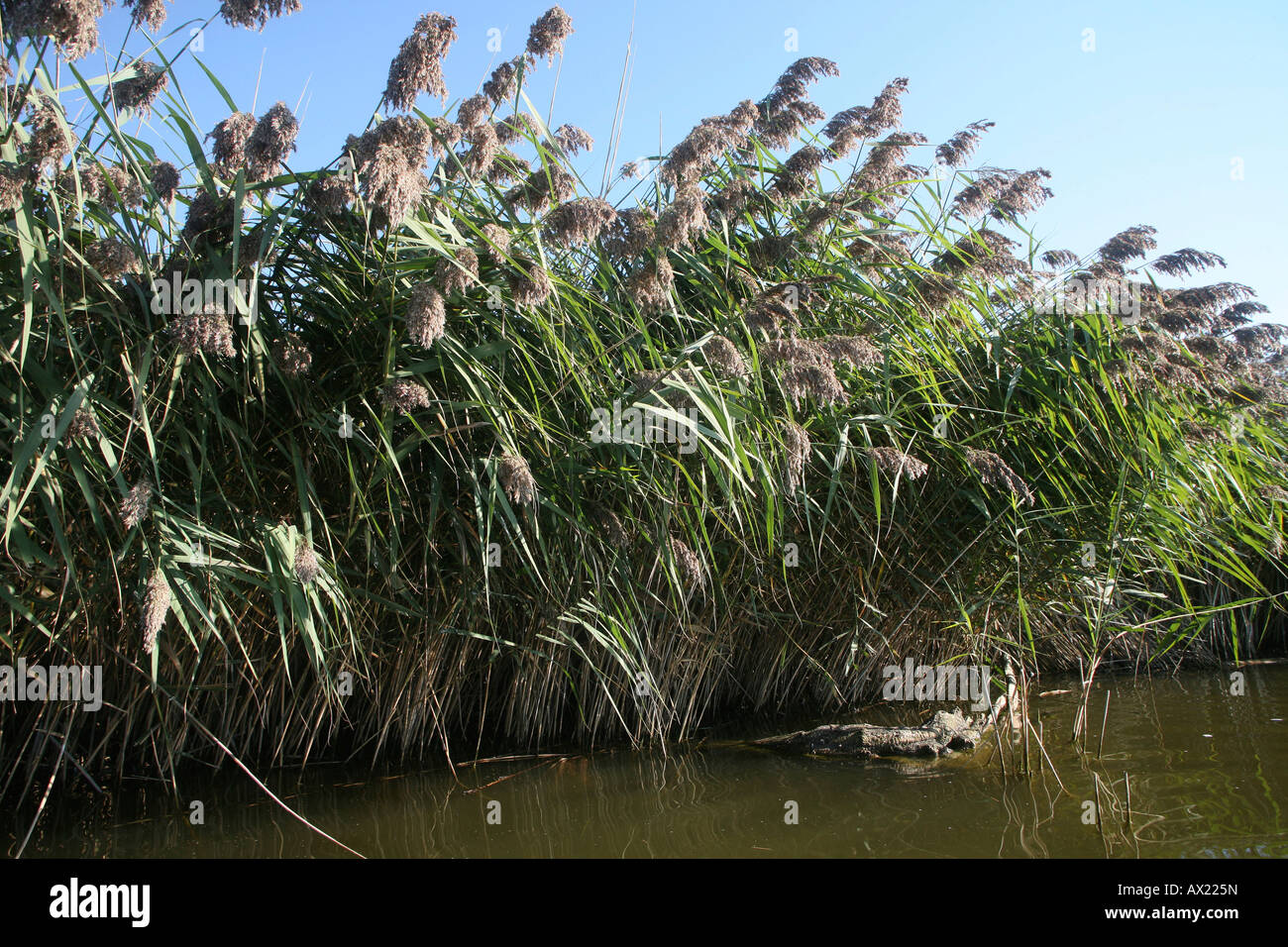 Phragmites australis hi-res stock photography and images - Alamy