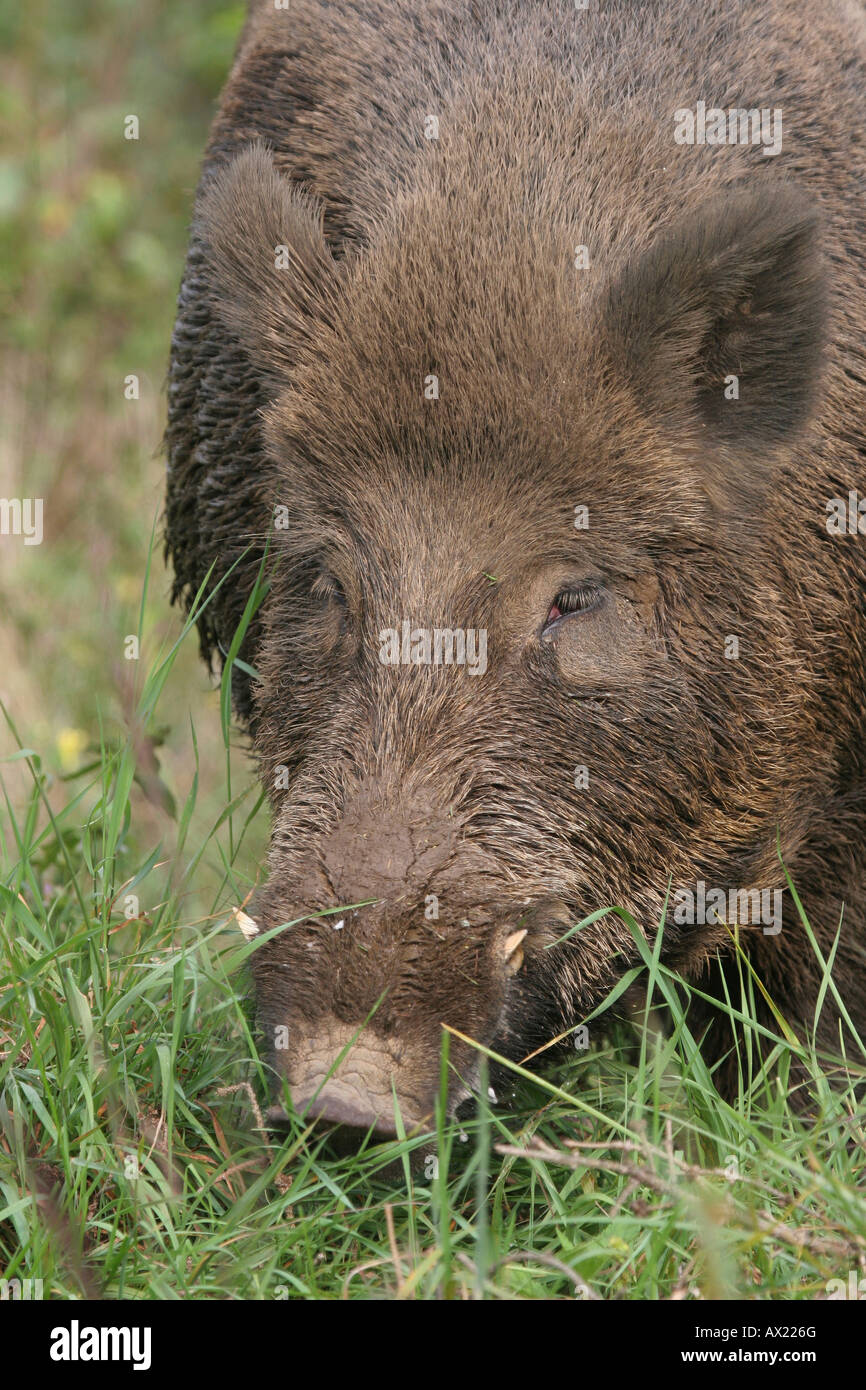 Wild Boar Eating Grass