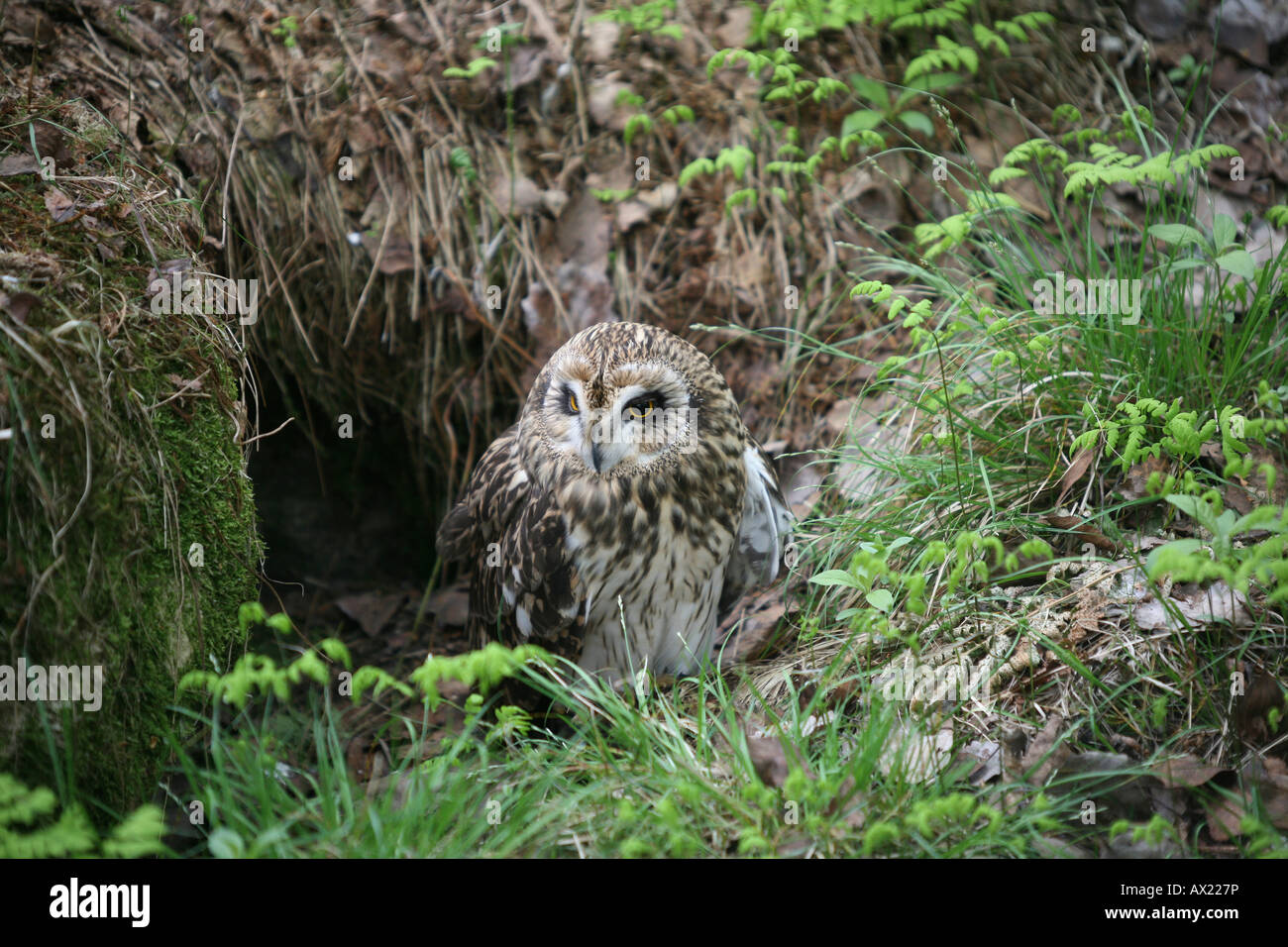 Short-eared Owl (Asio flammeus) in front of its nesting cave, Norway ...