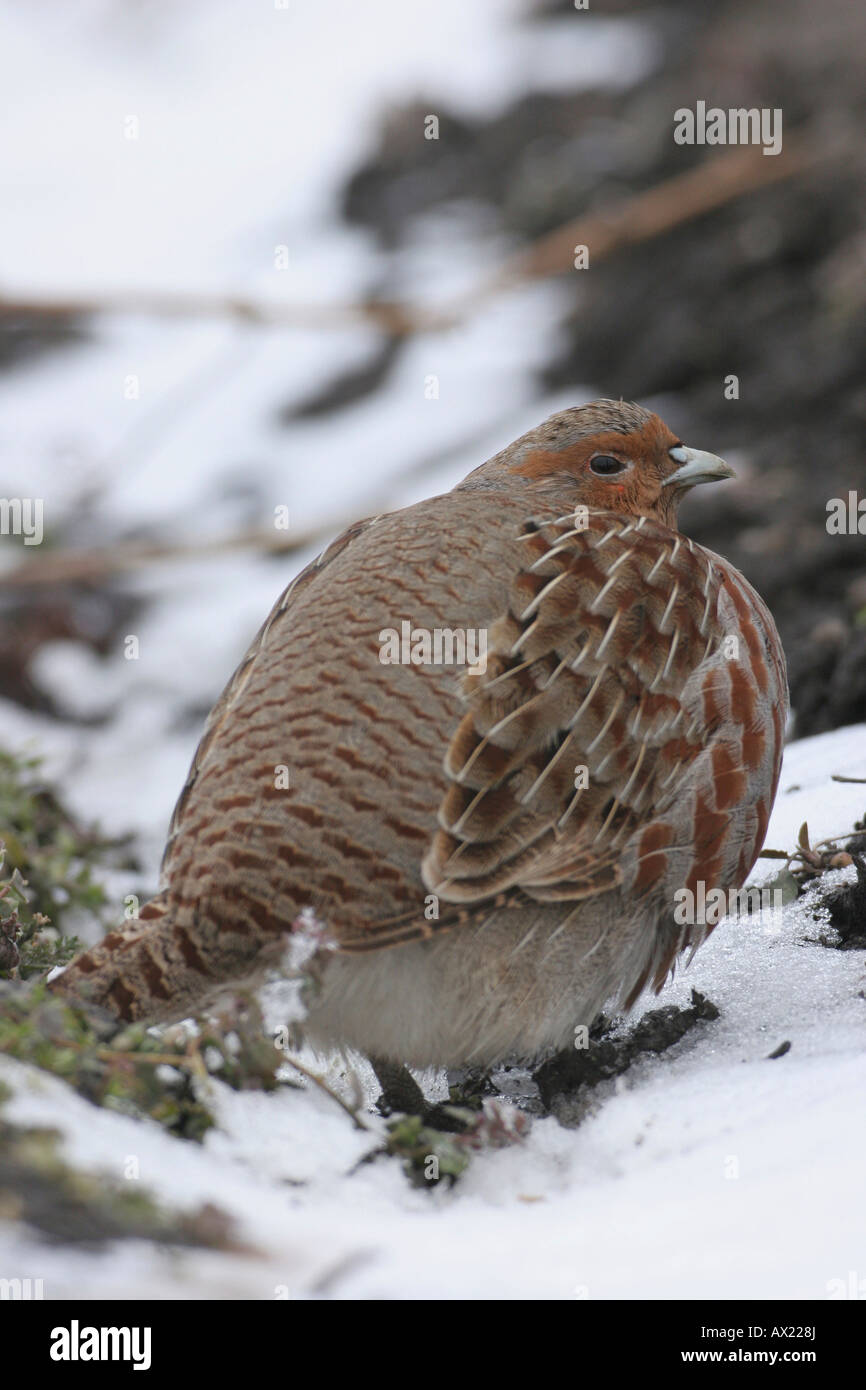 Grey- or English Partridge (Perdix perdix) in snowy field Stock Photo ...