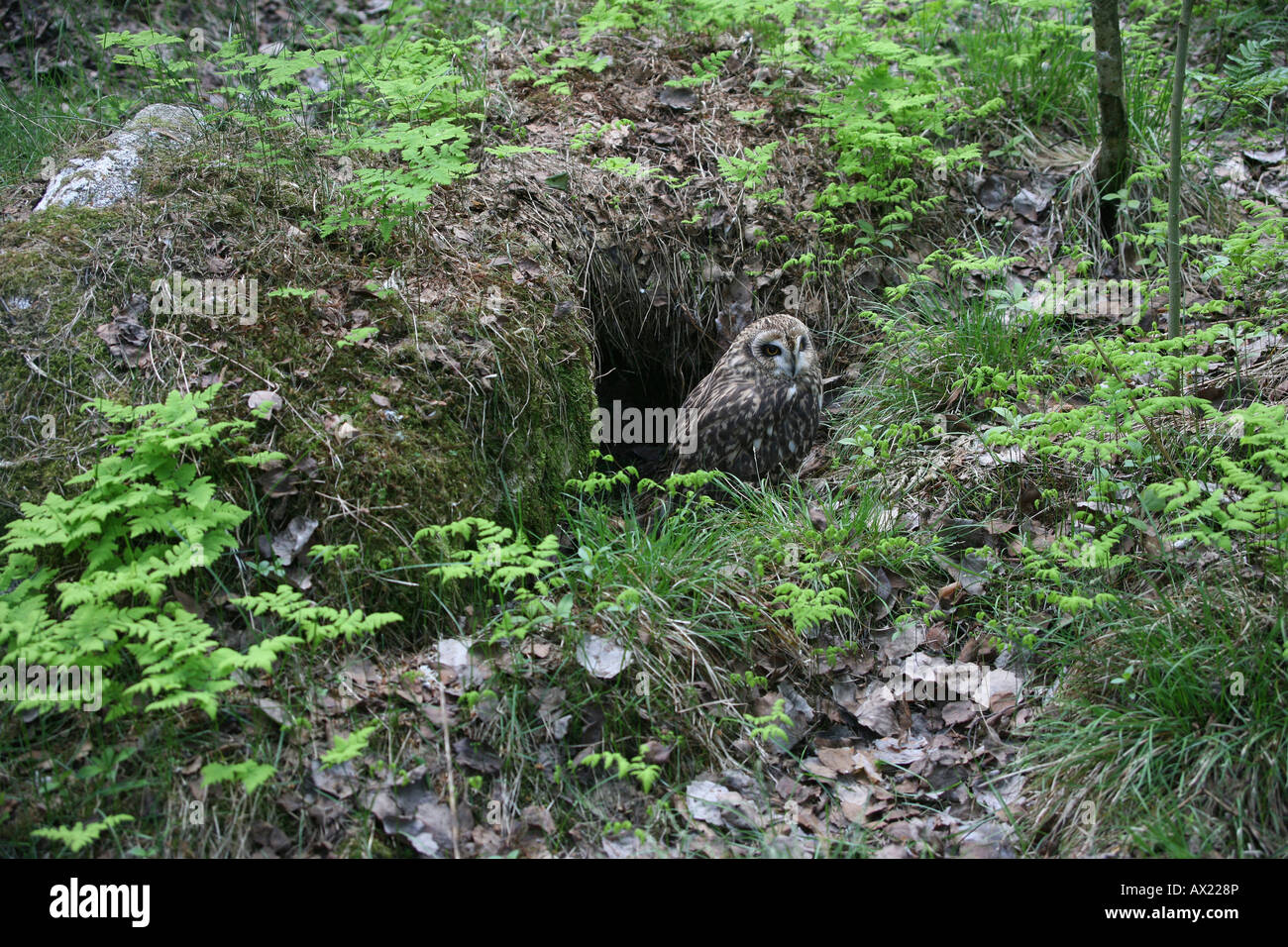Short-eared Owl (Asio flammeus) in front of its nesting cave, Norway ...