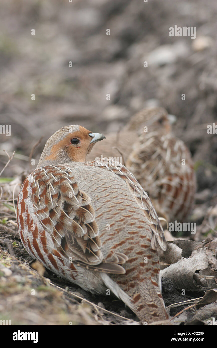 Grey partridges english partridge perdix hi-res stock photography and ...