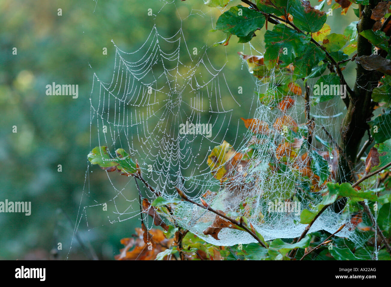 Spiderwebs in colourful autumn foliage Stock Photo - Alamy