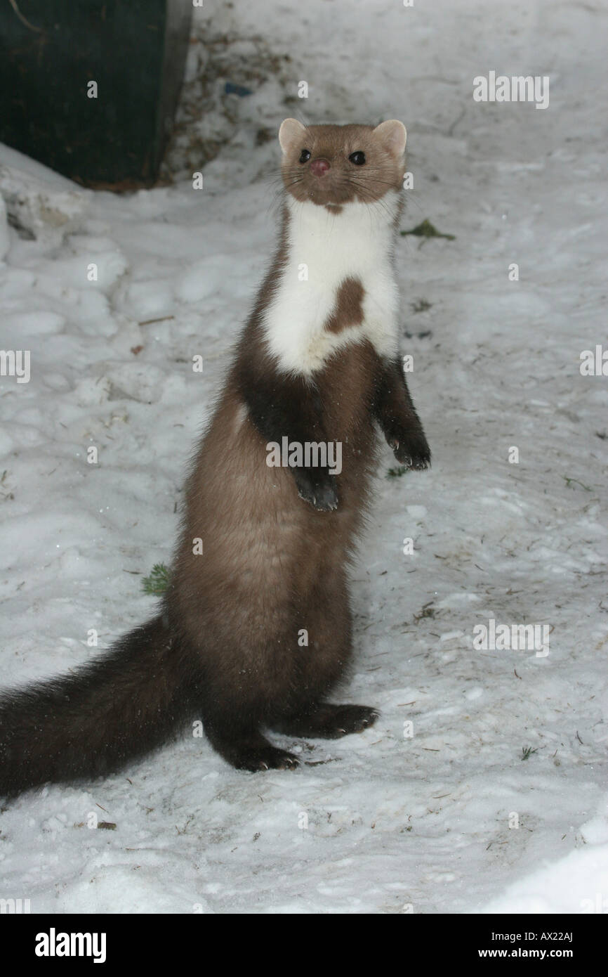 Beech- or Stone Marten (Martes foina) in the snow next to its burrow ...
