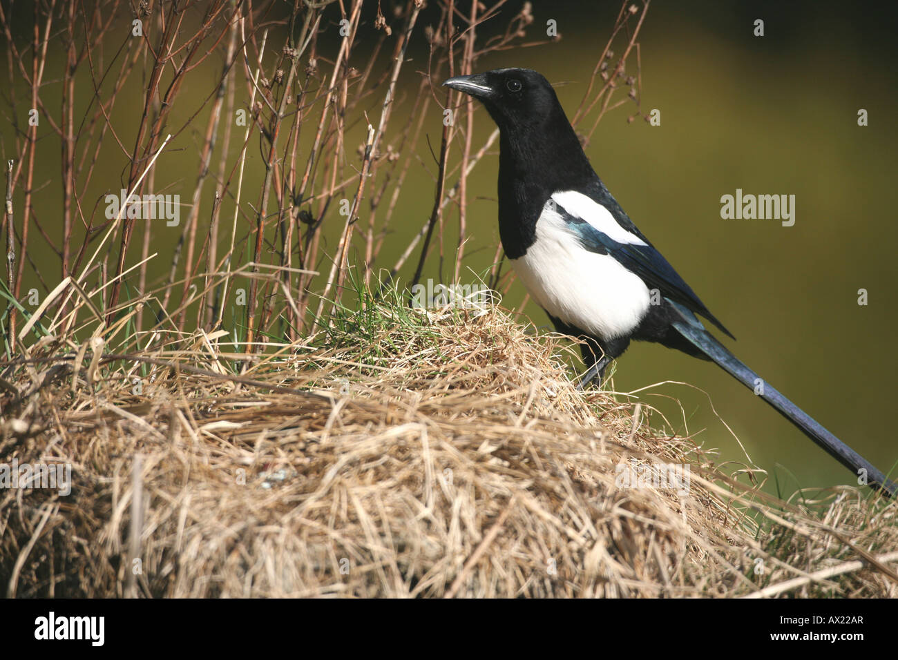 Pica pica face hi-res stock photography and images - Alamy