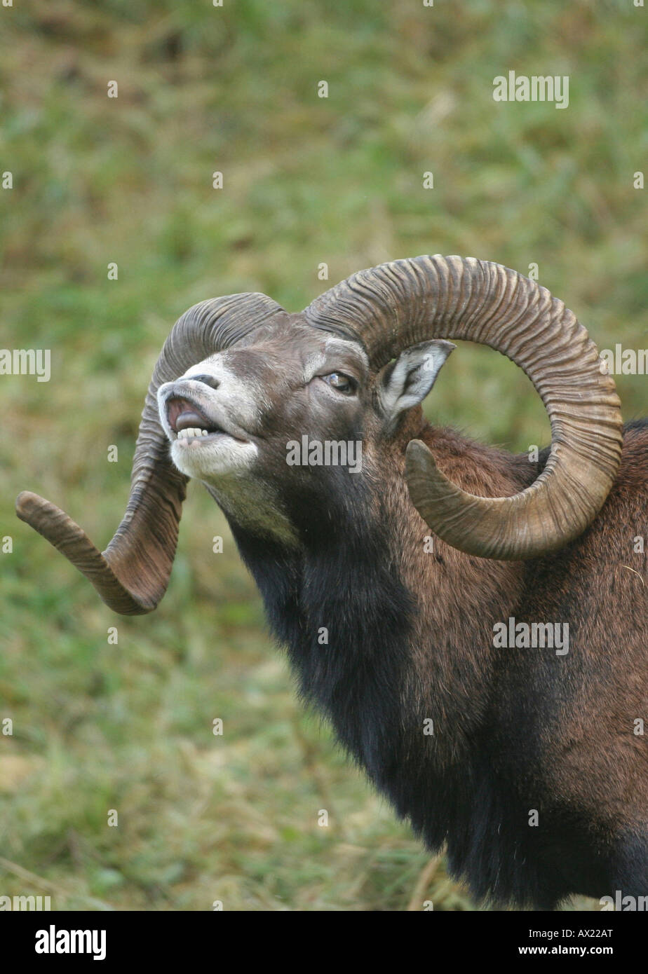 Mouflon (Ovis ammon musimon), flehmen response during mating season ...