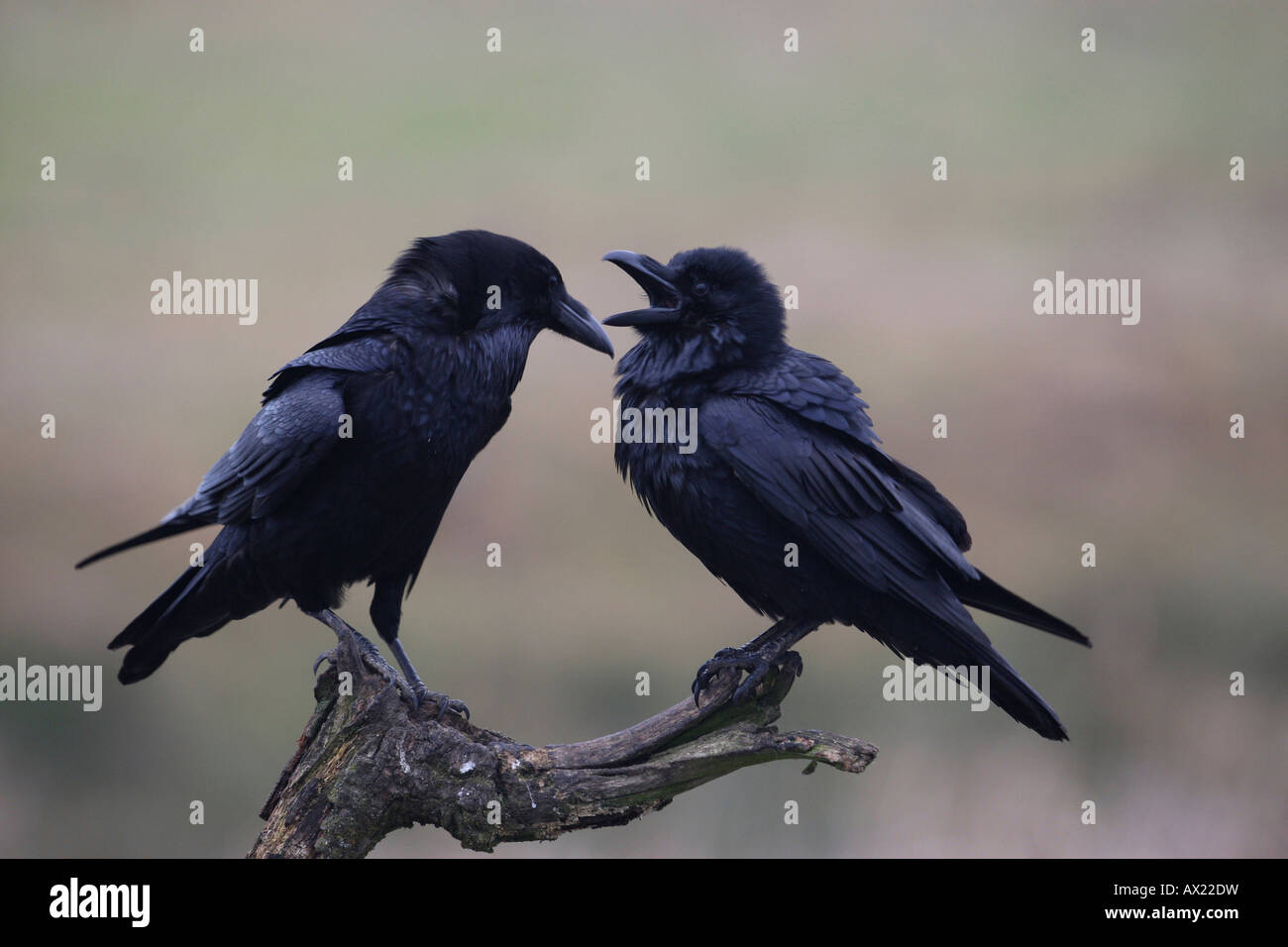 Common or Northern Ravens (Corvus corax), mating behavior Stock Photo ...