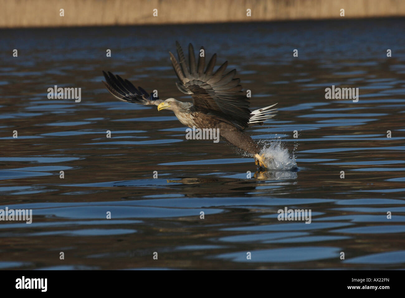 White-tailed Eagle or Sea Eagle (Haliaeetus albicilla) grabbing fish ...