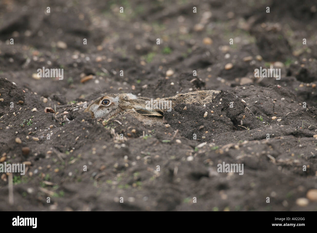 Furrow hi-res stock photography and images - Alamy