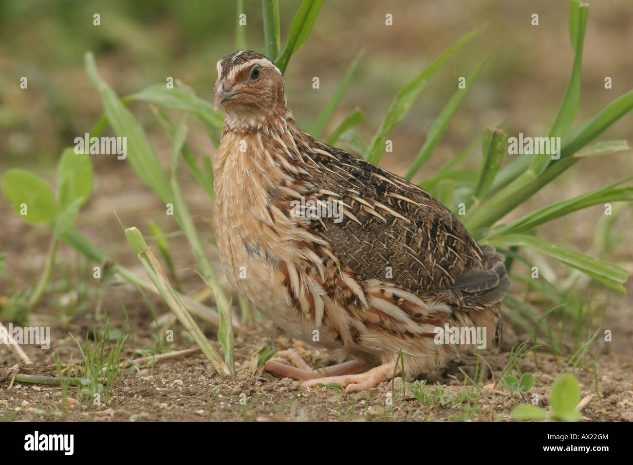 Common Quail (Coturnix coturnix) on a harvested field Stock Photo - Alamy