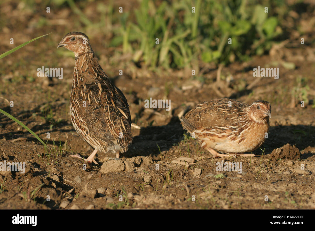 Common Quails