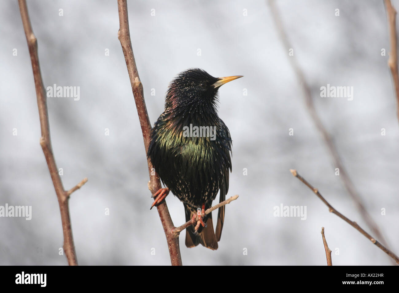 European starling birds hi-res stock photography and images - Alamy