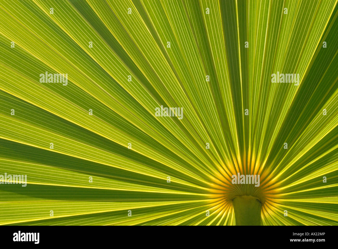 Palm leaf (Arecaceae Stock Photo - Alamy