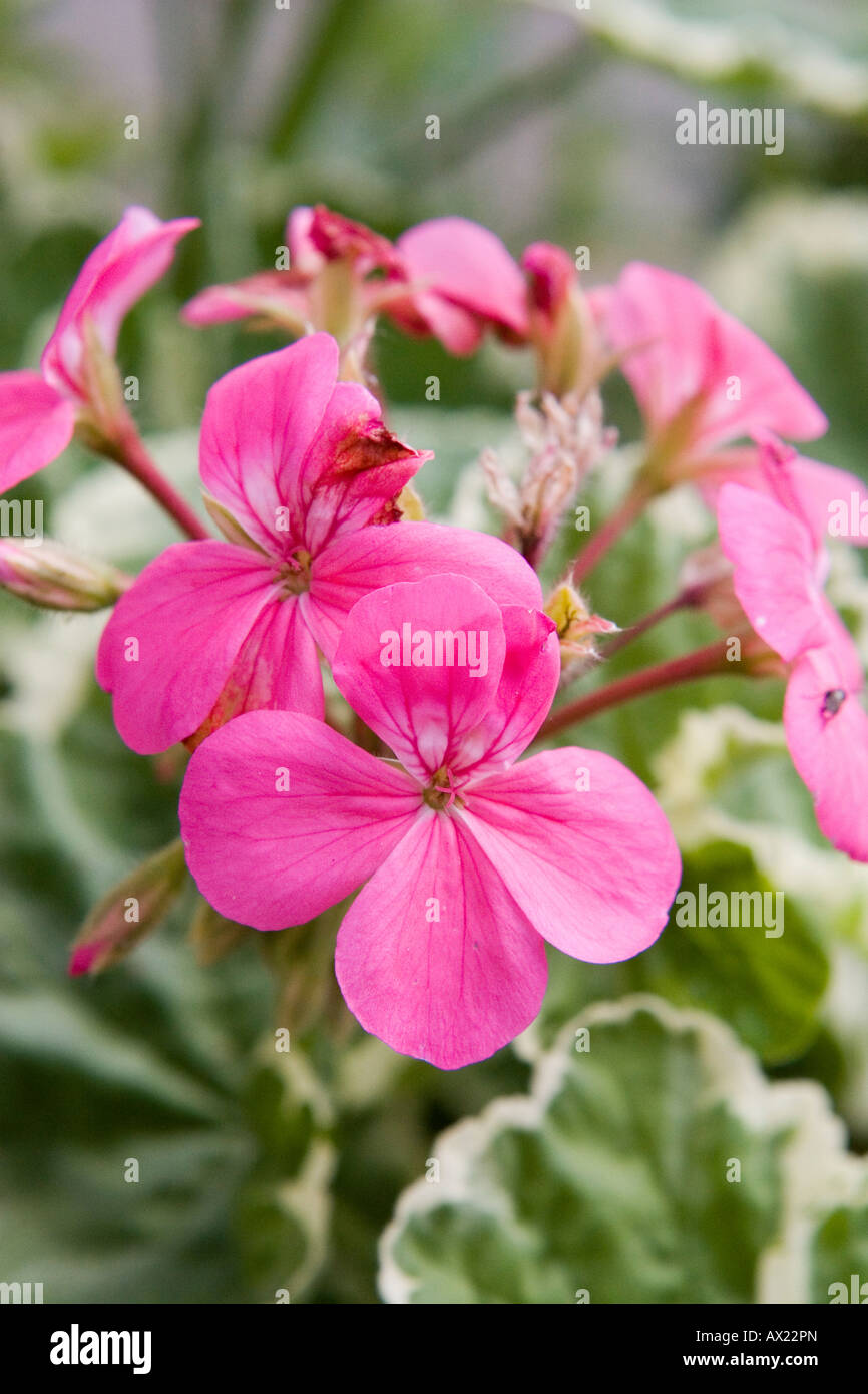Variagated flowers hi-res stock photography and images - Alamy