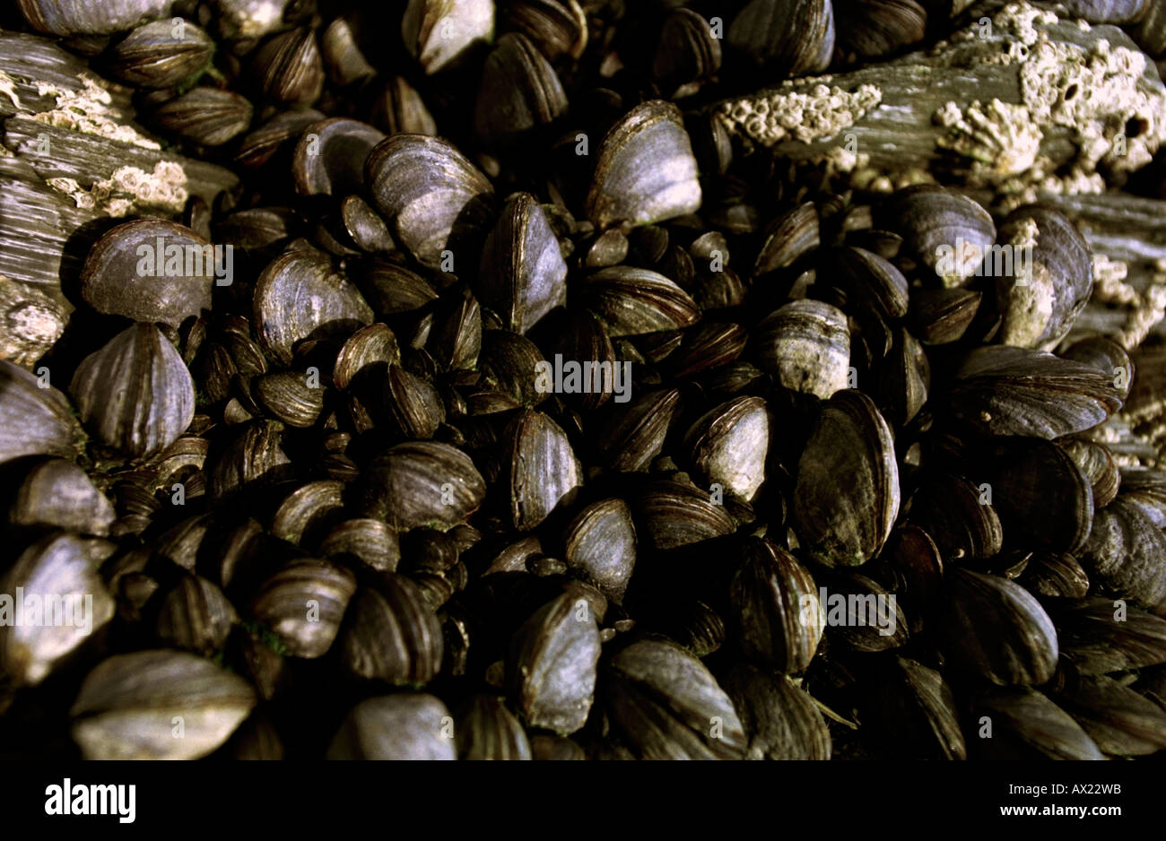 British mussels on the rocks ready to pick Stock Photo - Alamy