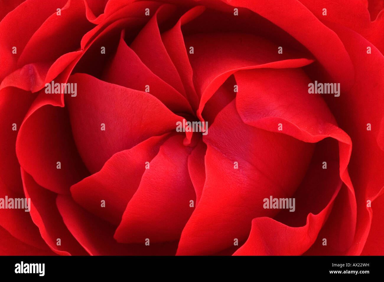 Romantische rote rose hi-res stock photography and images - Alamy