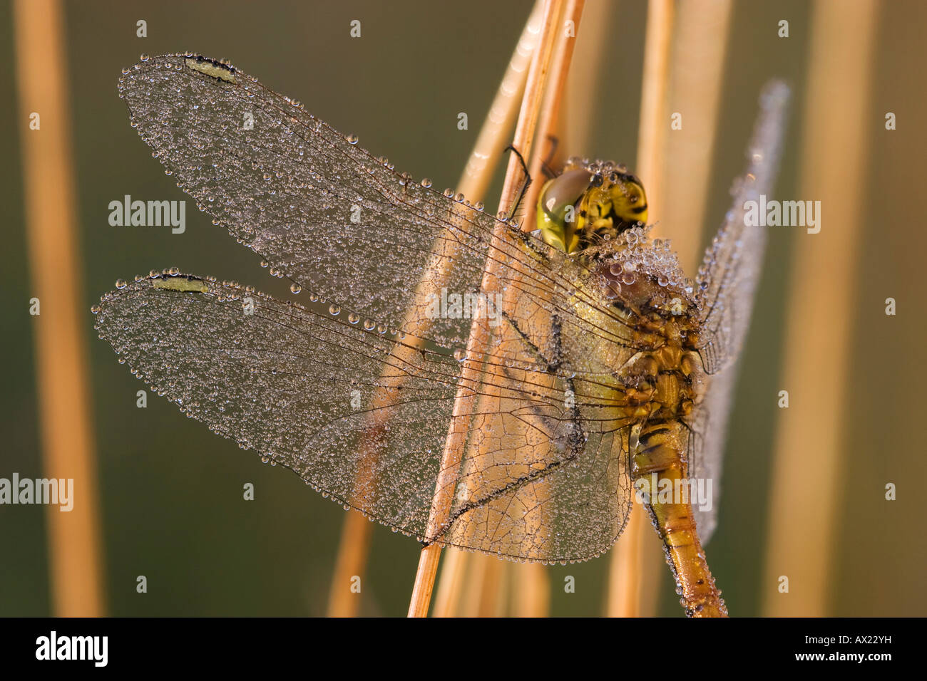 Vagrant Darter dragonfly (Sympetrum vulgatum), Ingolstadt, Bavaria ...