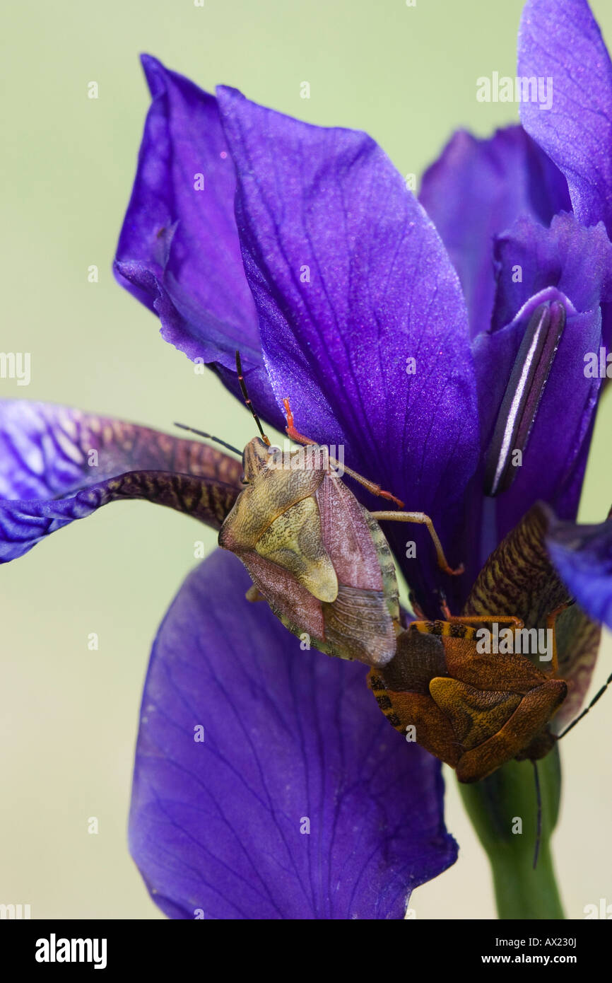 Parent Bugs (Elasmucha grisea) on Iris Stock Photo - Alamy