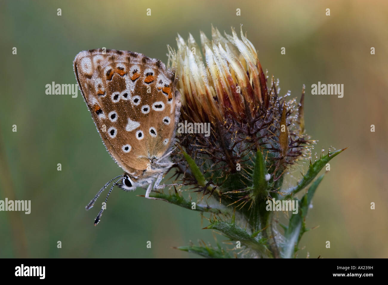 Adonis Blue butterfly (Lysandra bellargus, Polyommatus bellargus ...