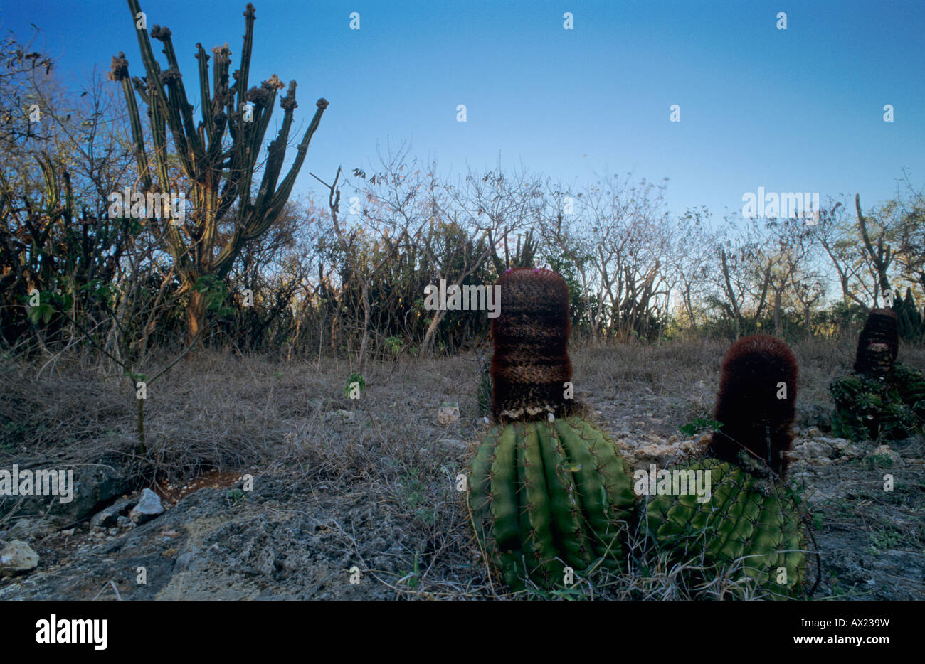 Melon Cactus Melocactus intortus blooming Guanica State Forest Puerto ...