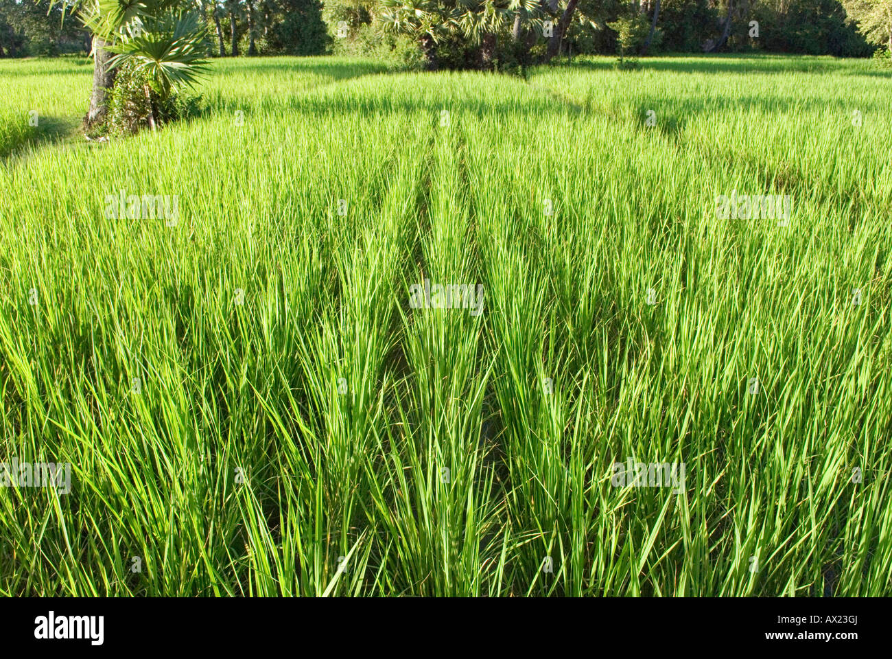 Rice field, Takeo Province, Cambodia Stock Photo - Alamy
