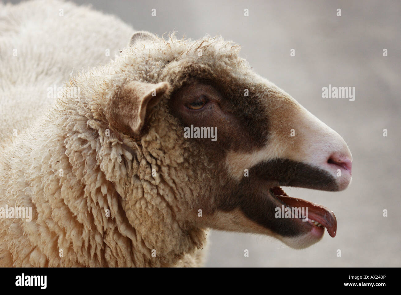 Sheep cross breeding of a black head and a Merino Stock Photo - Alamy
