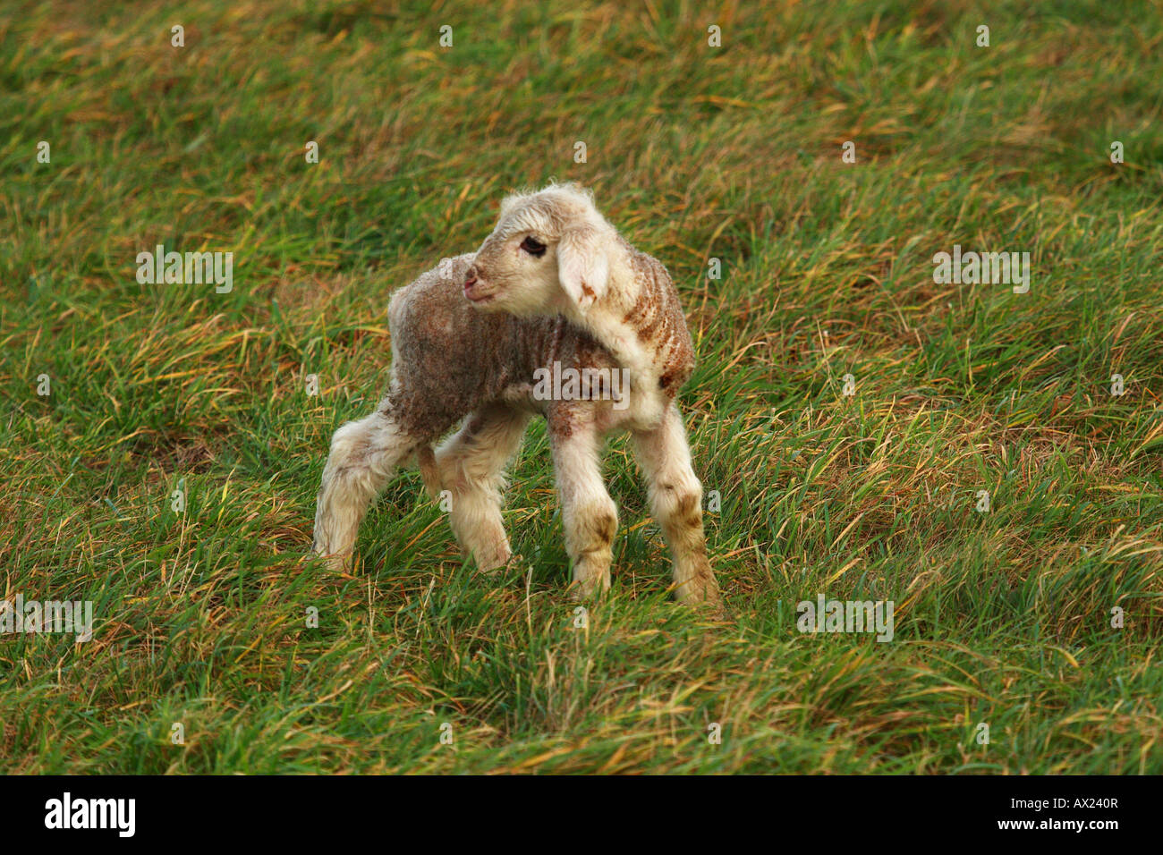 Merino sheeps grazing hi-res stock photography and images - Alamy