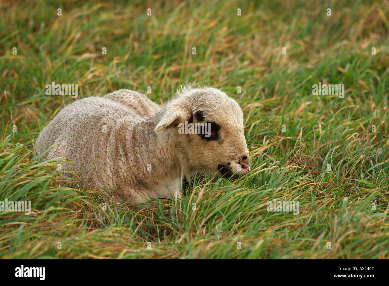 Sheep cross breeding of a black head and a Merino Stock Photo - Alamy