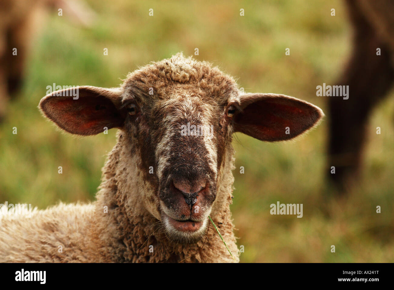 Sheep cross breeding of a black head and a Merino Stock Photo - Alamy