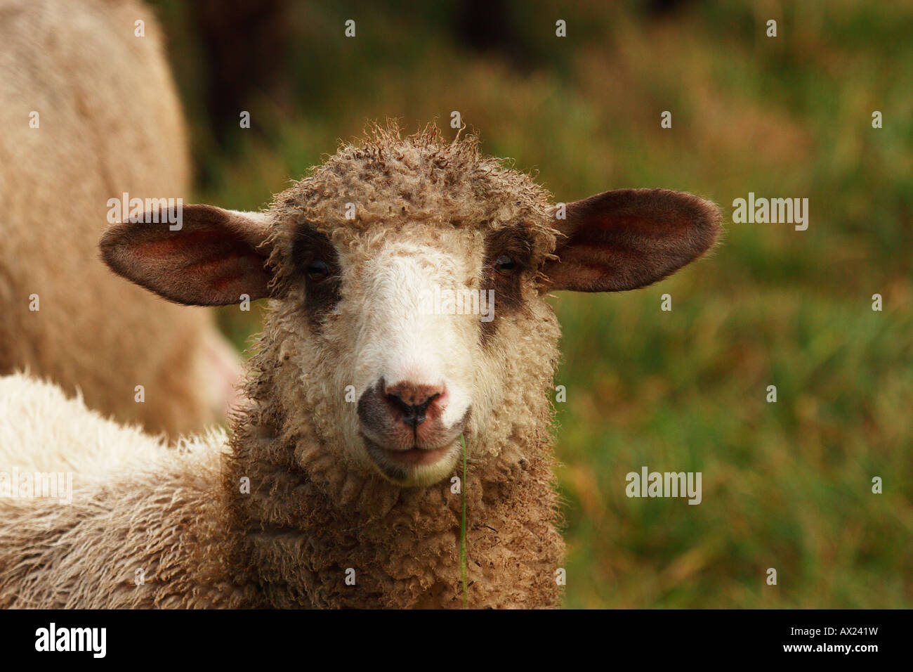 On a cross head on a cross hi-res stock photography and images - Alamy