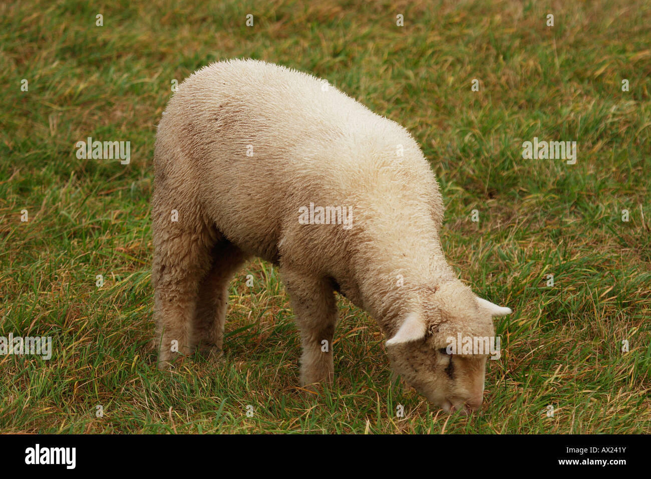 Sheep cross breeding of a black head and a Merino Stock Photo - Alamy
