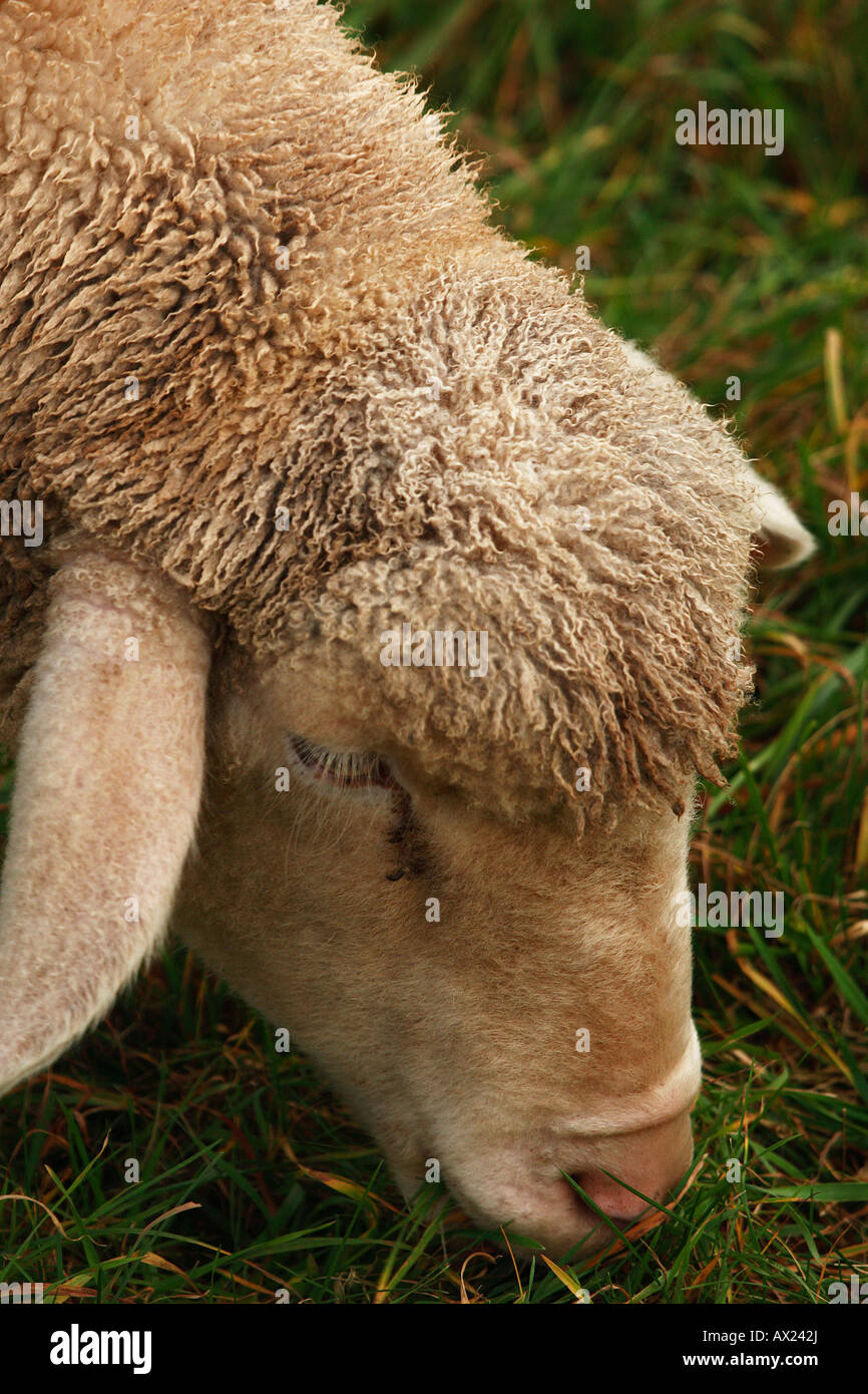 Sheep cross breeding of a black head and a Merino Stock Photo - Alamy