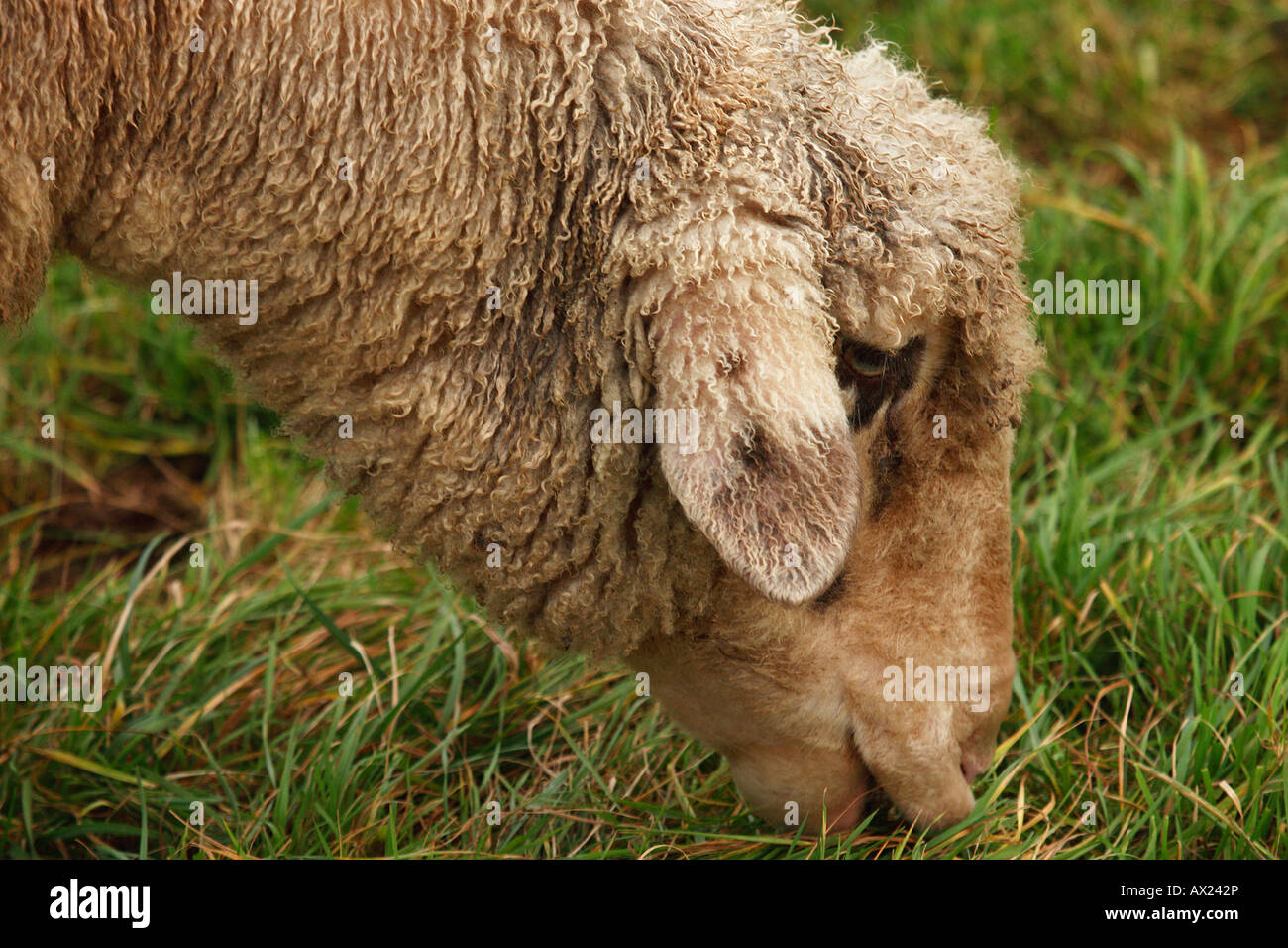 Sheep cross breeding of a black head and a Merino Stock Photo - Alamy