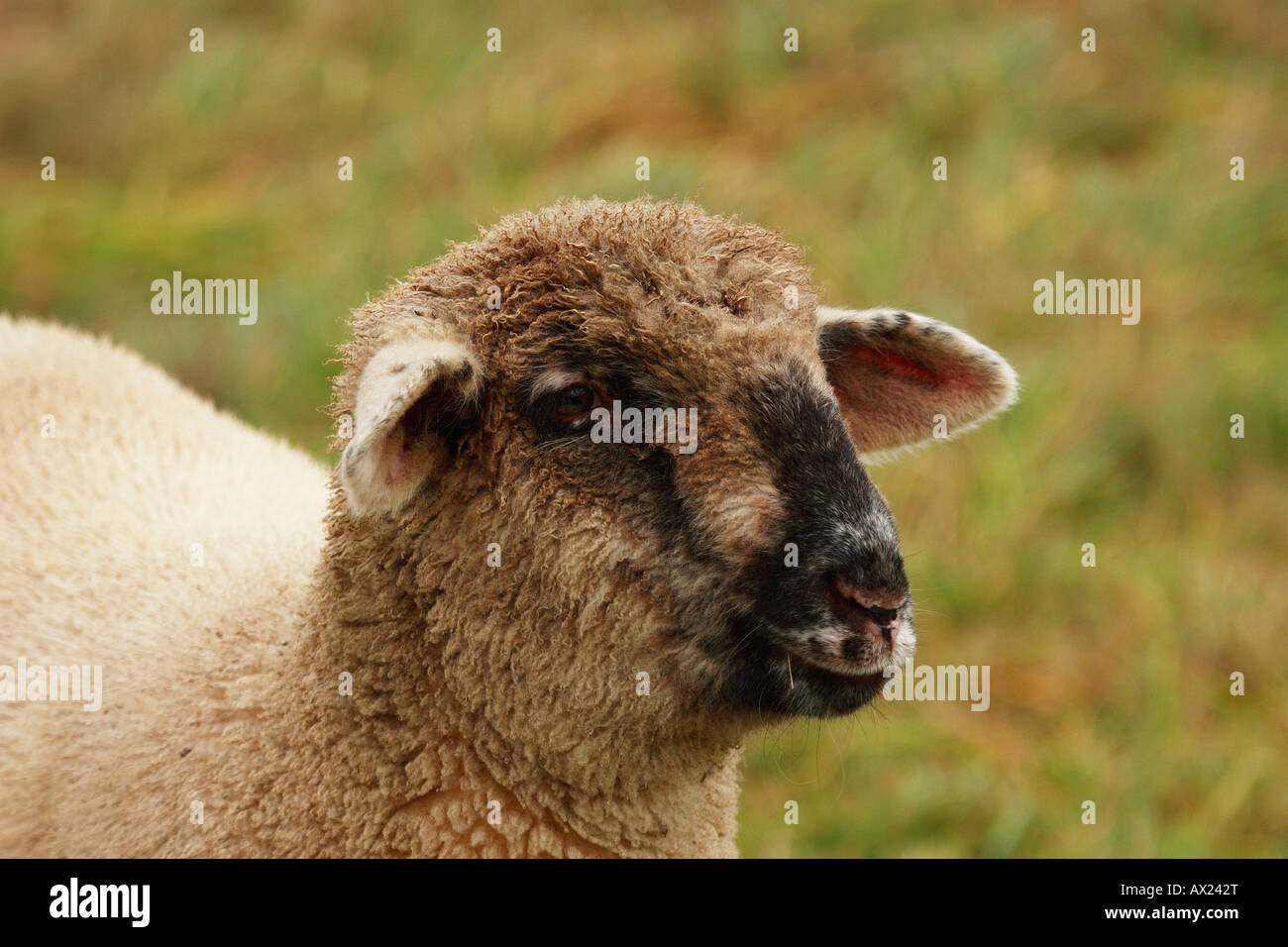 Sheep cross breeding of a black head and a Merino Stock Photo - Alamy