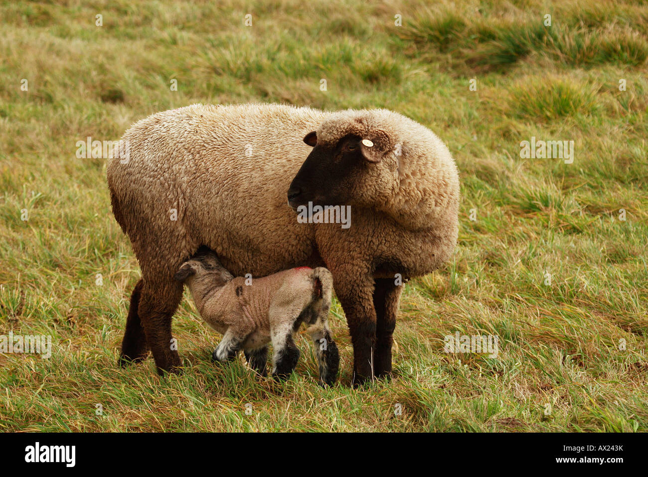 Sheep cross breeding of a black head and a Merino Stock Photo - Alamy