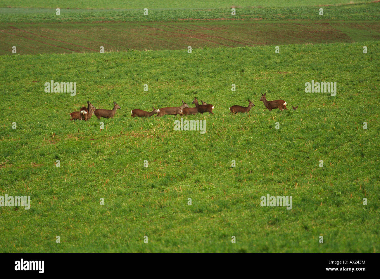 Deer (Capreolus capreolus Stock Photo - Alamy