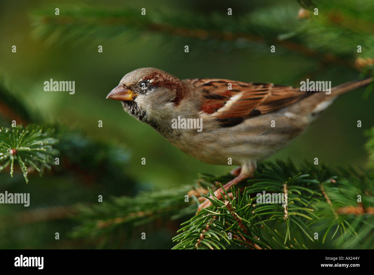 House Sparrow or English Sparrow (Passer domesticus Stock Photo - Alamy