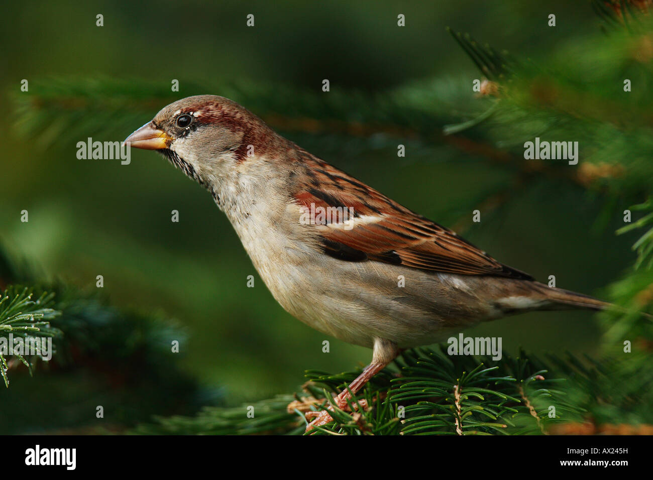 Closeup shot house sparrows hi-res stock photography and images - Alamy