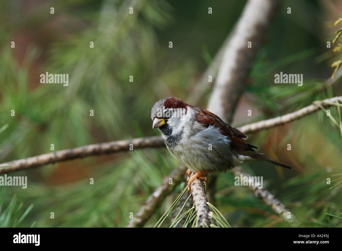 House Sparrow or English Sparrow (Passer domesticus Stock Photo - Alamy