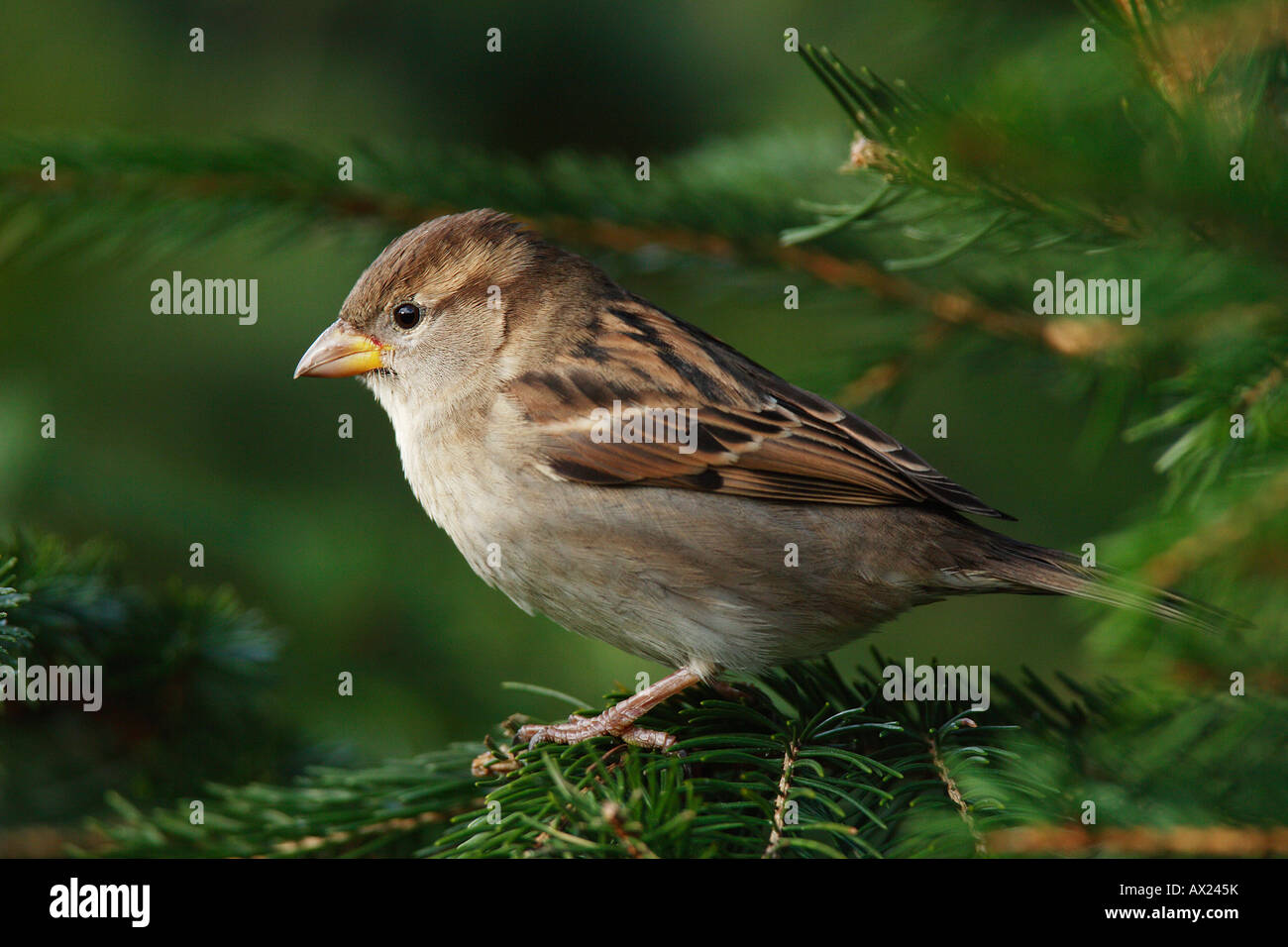 House Sparrow or English Sparrow (Passer domesticus Stock Photo - Alamy