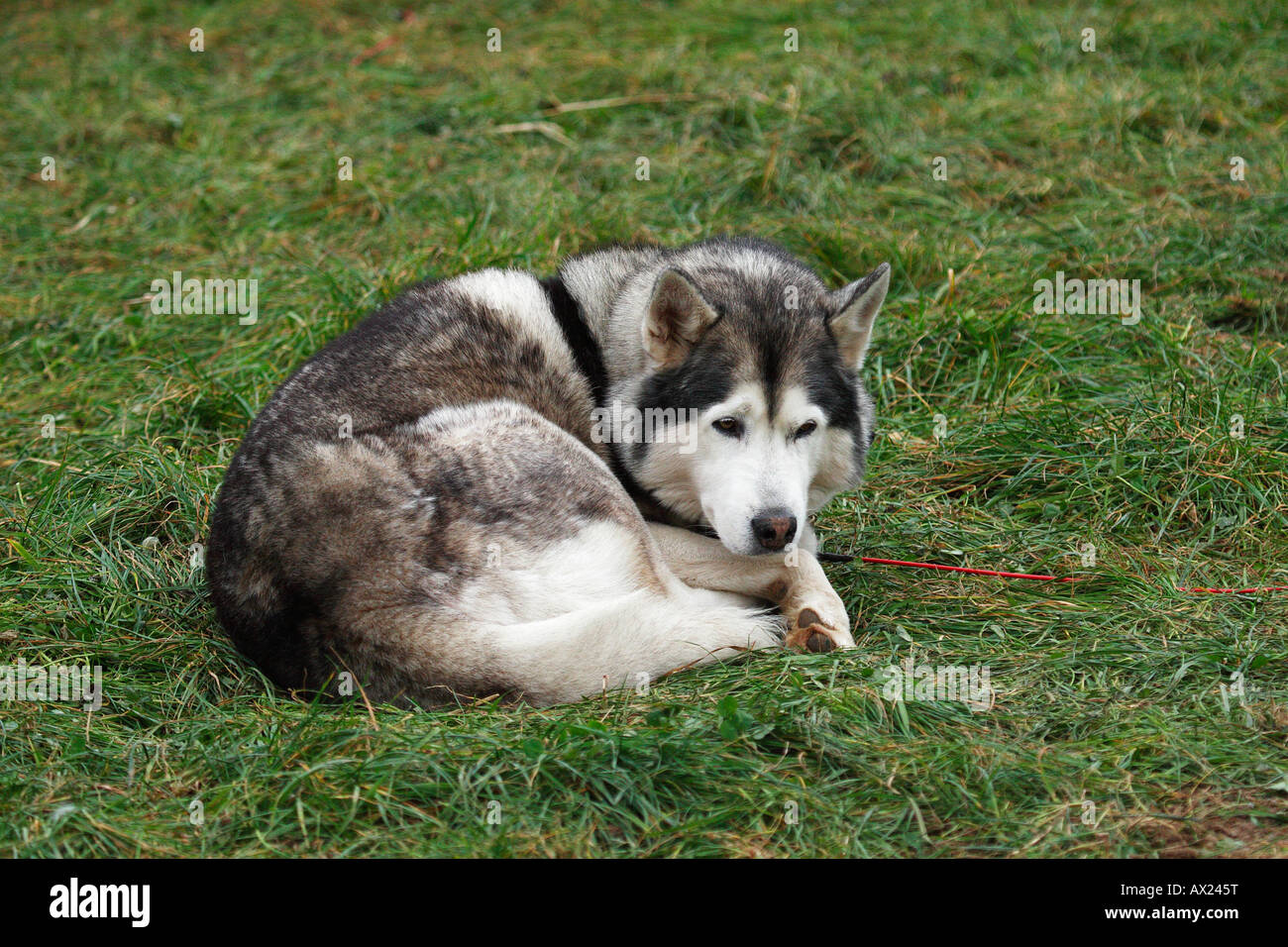 Siberian Husky, canis lupus familiaris Stock Photo - Alamy