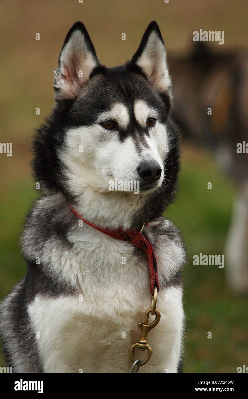 Siberian Husky, canis lupus familiaris Stock Photo - Alamy
