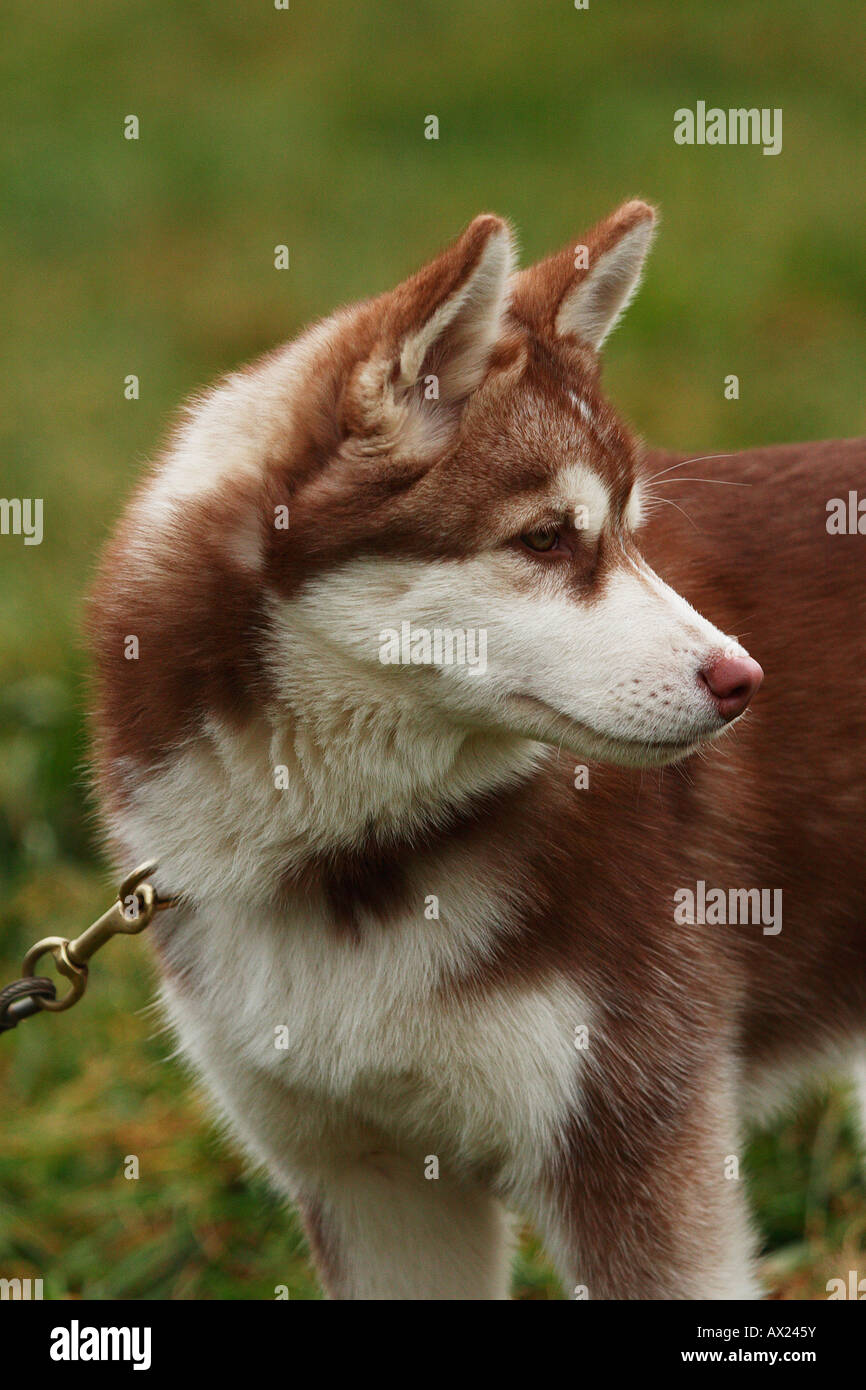 Siberian Husky, canis lupus familiaris Stock Photo - Alamy