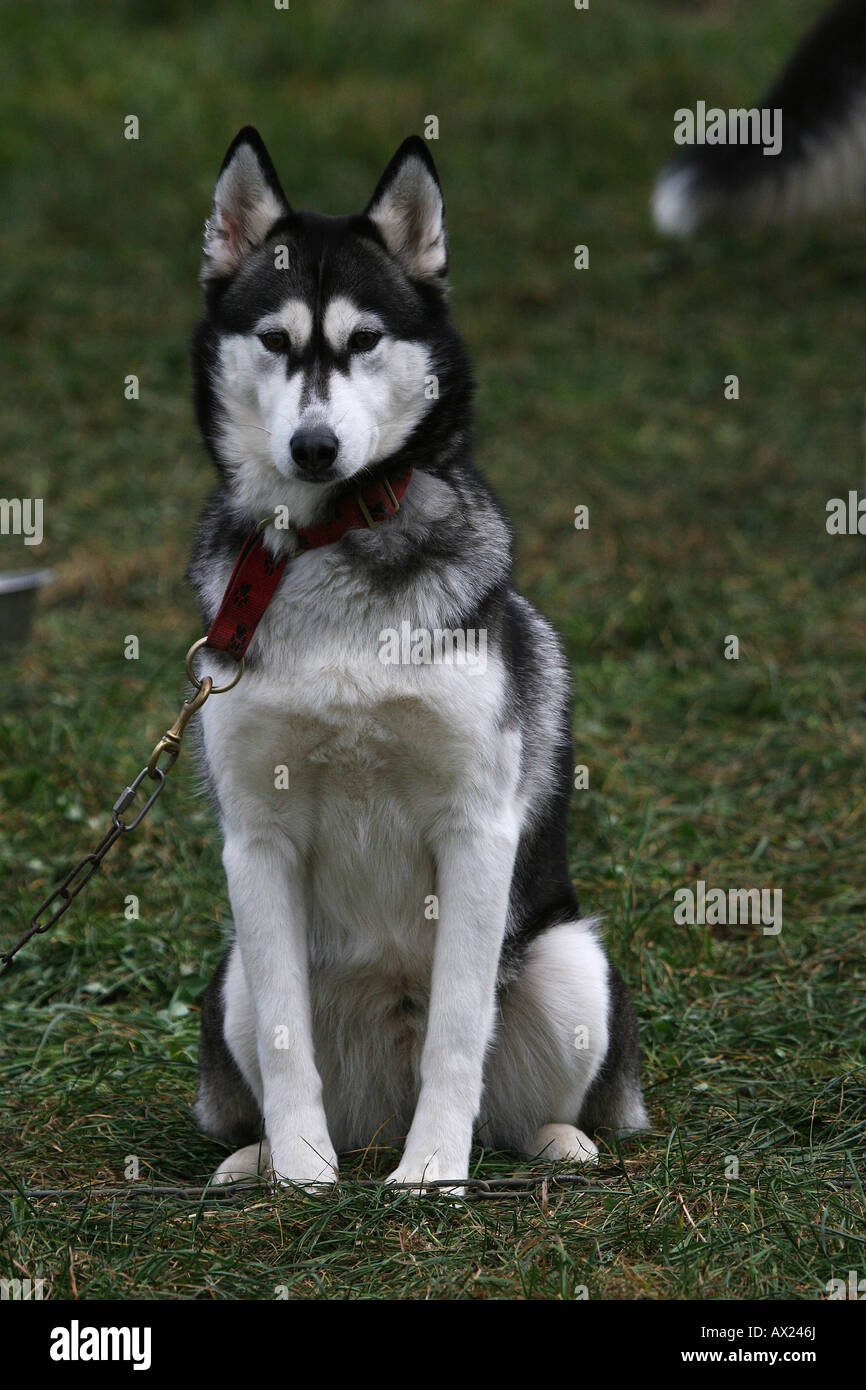 Siberian Husky, canis lupus familiaris Stock Photo - Alamy