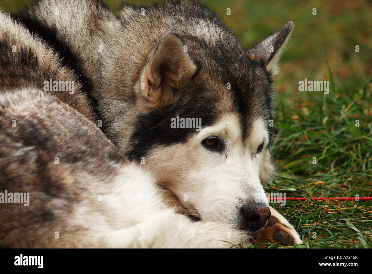 Siberian Husky, canis lupus familiaris Stock Photo - Alamy