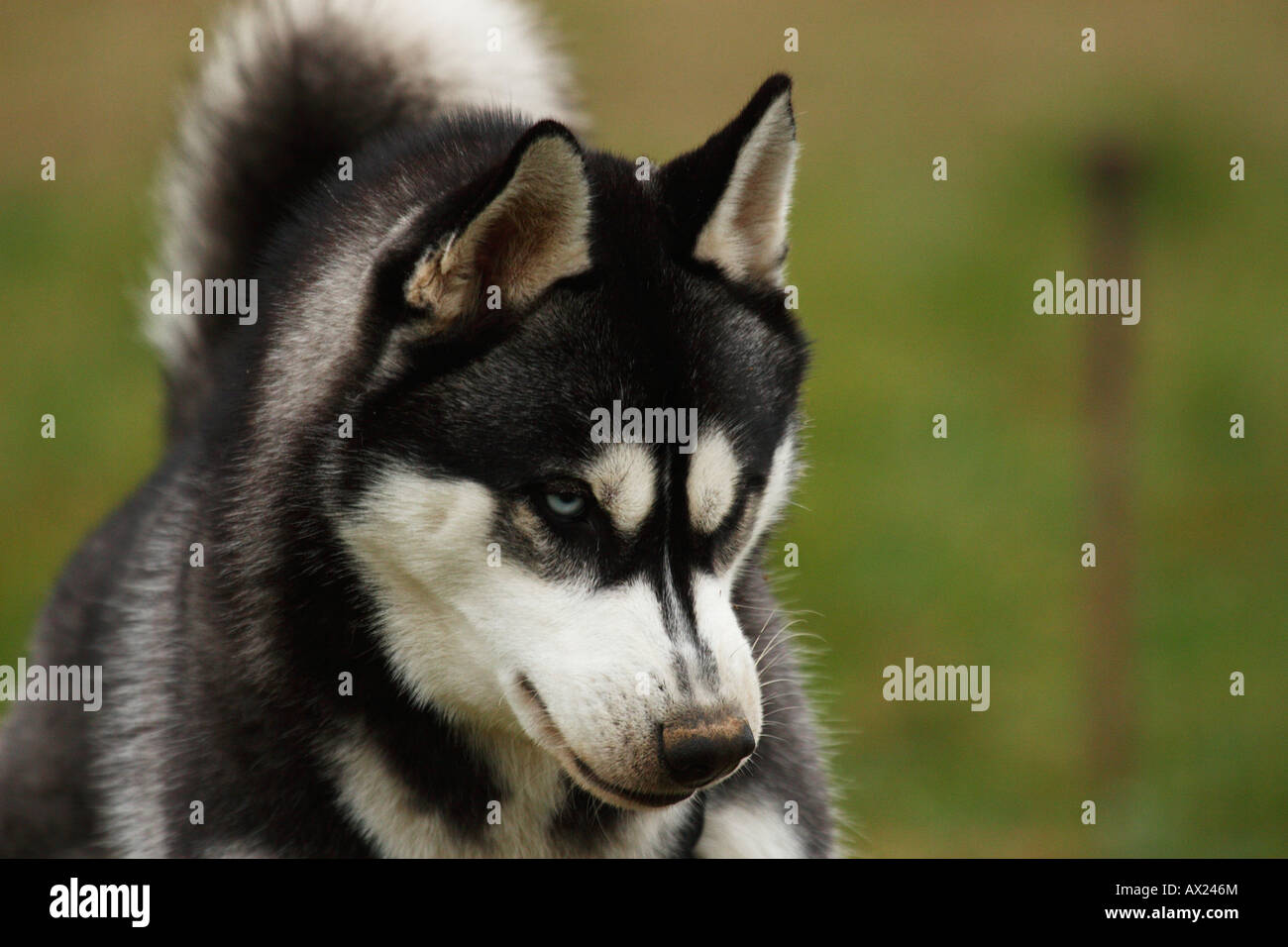 Siberian Husky, canis lupus familiaris Stock Photo - Alamy