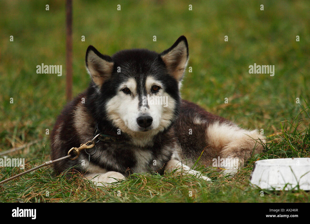 Siberian Husky, canis lupus familiaris Stock Photo - Alamy