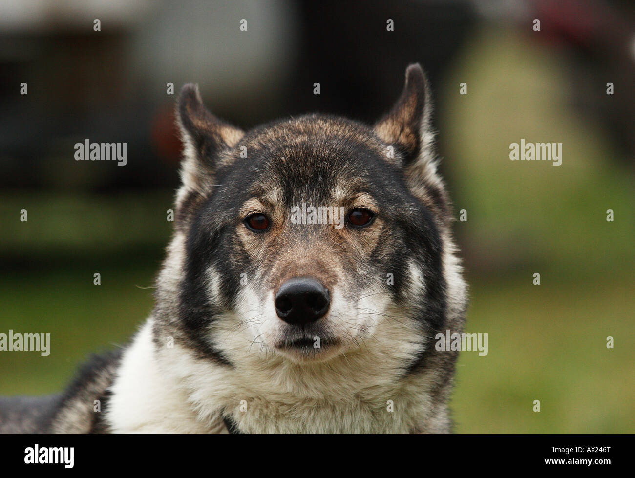 Siberian Husky, canis lupus familiaris Stock Photo - Alamy
